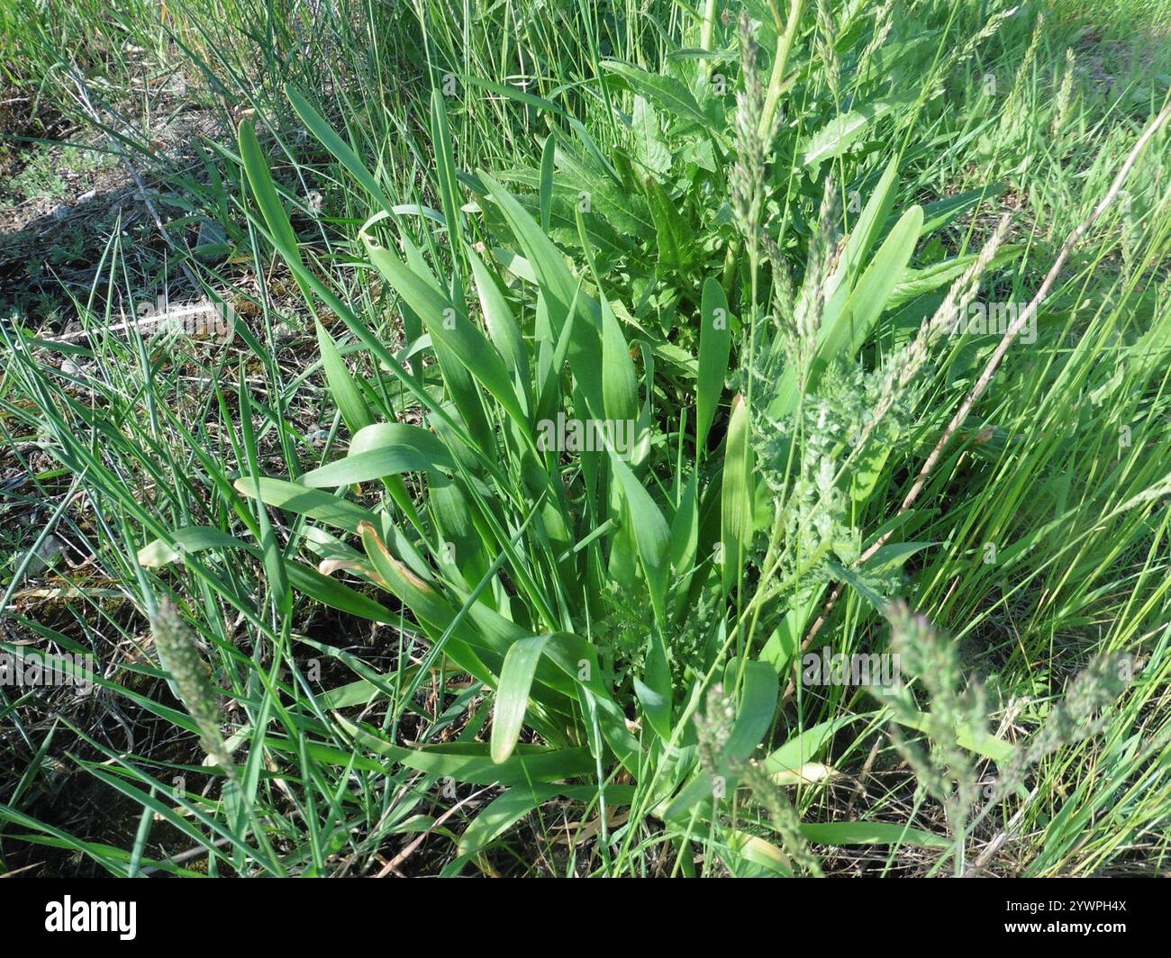 Siberian chives (Allium nutans Stock Photo - Alamy