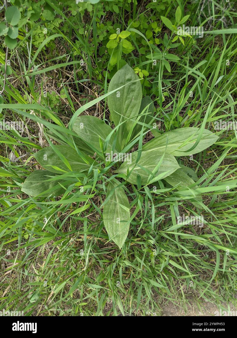 monument plant (Frasera speciosa Stock Photo - Alamy