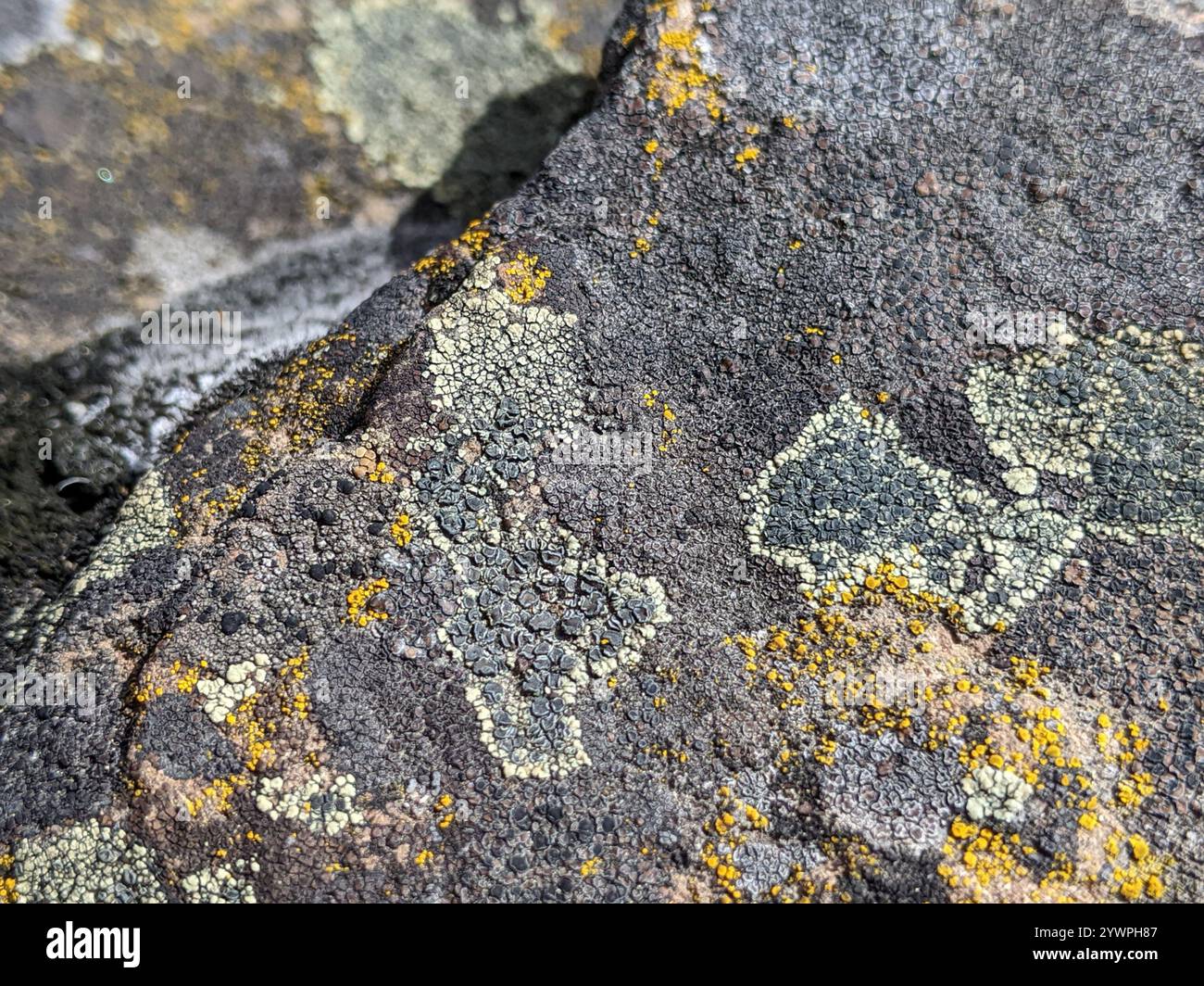 common lichens (Lecanoromycetes Stock Photo - Alamy