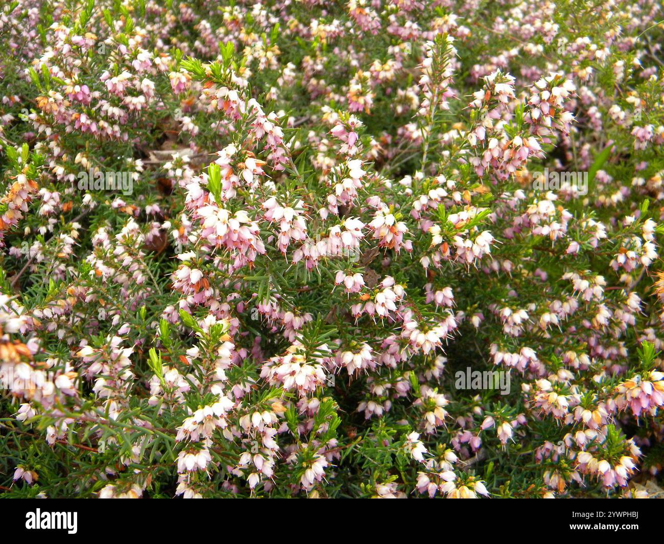 Spring Heath (Erica carnea Stock Photo - Alamy