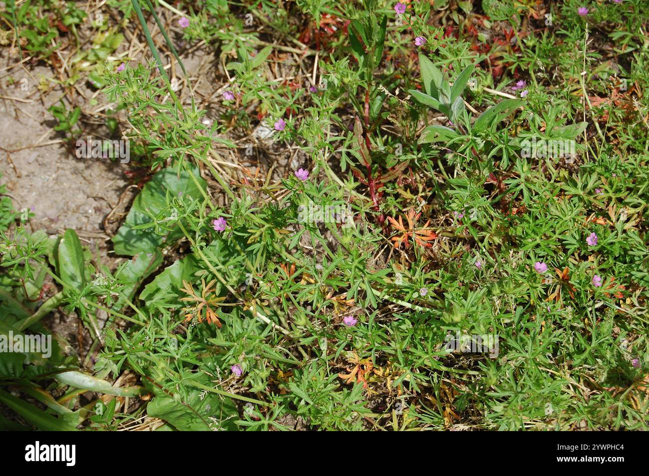 Cut-leaved crane's-bill (Geranium dissectum Stock Photo - Alamy