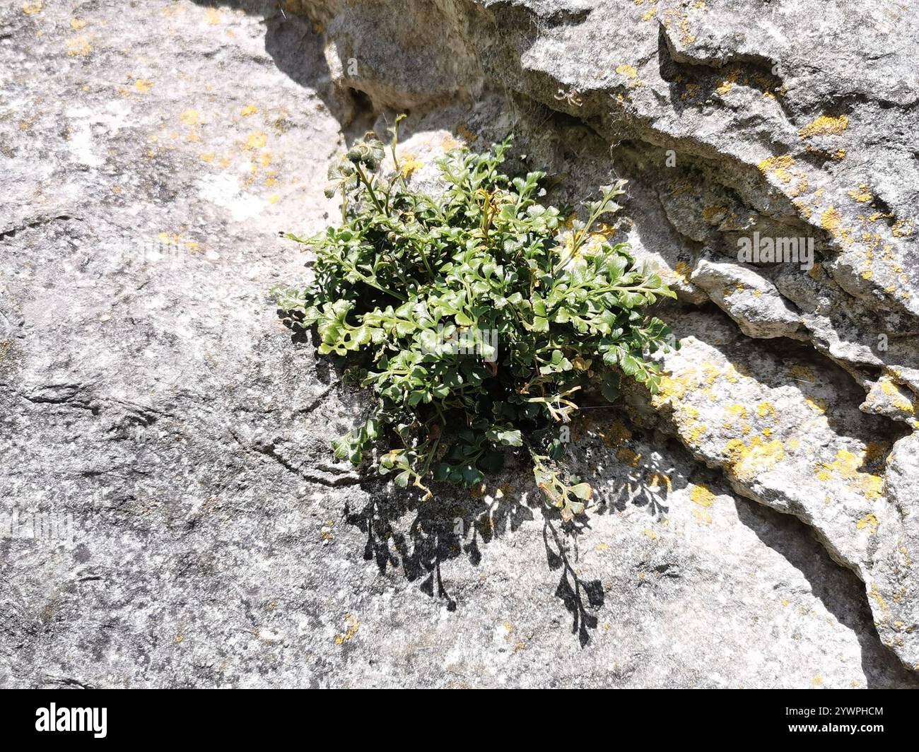 wall-rue (Asplenium ruta-muraria Stock Photo - Alamy