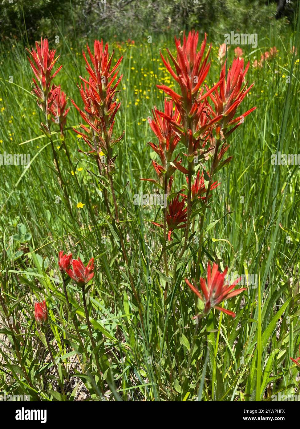 giant red Indian paintbrush (Castilleja miniata Stock Photo - Alamy