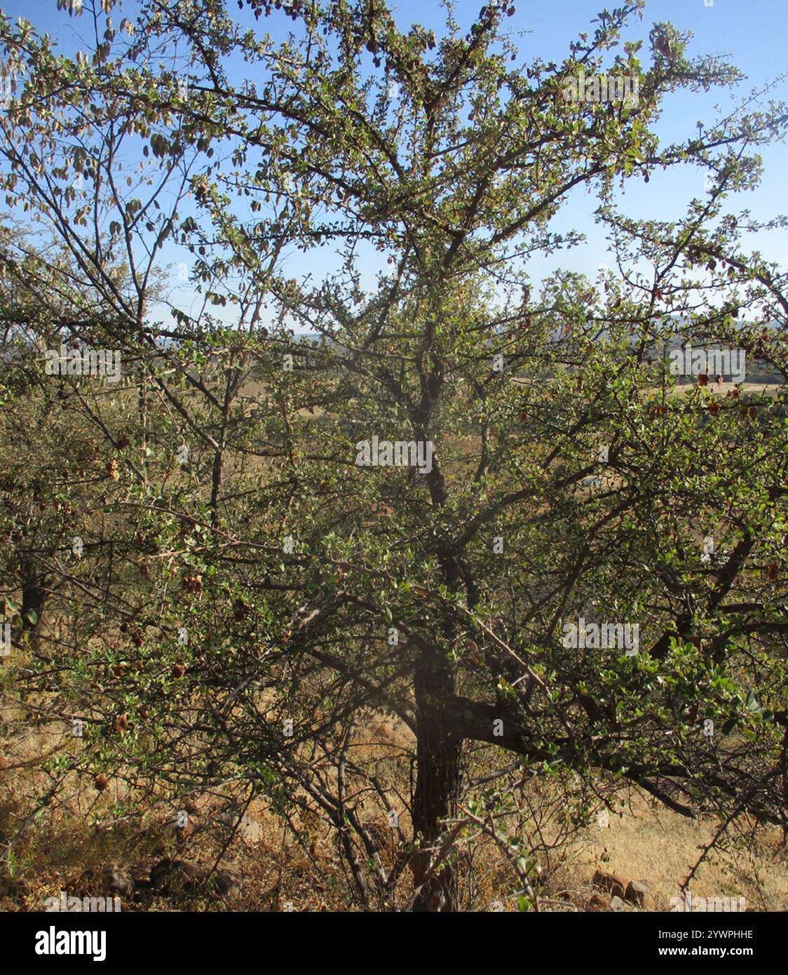 Terminalia prunioides hi-res stock photography and images - Alamy