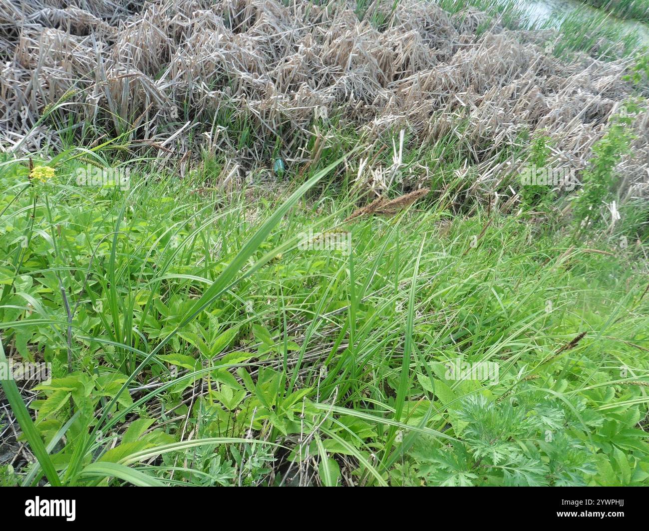 slender tufted-sedge (Carex acuta Stock Photo - Alamy