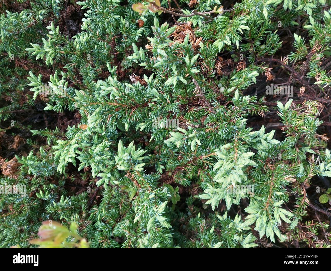 common juniper (Juniperus communis Stock Photo - Alamy