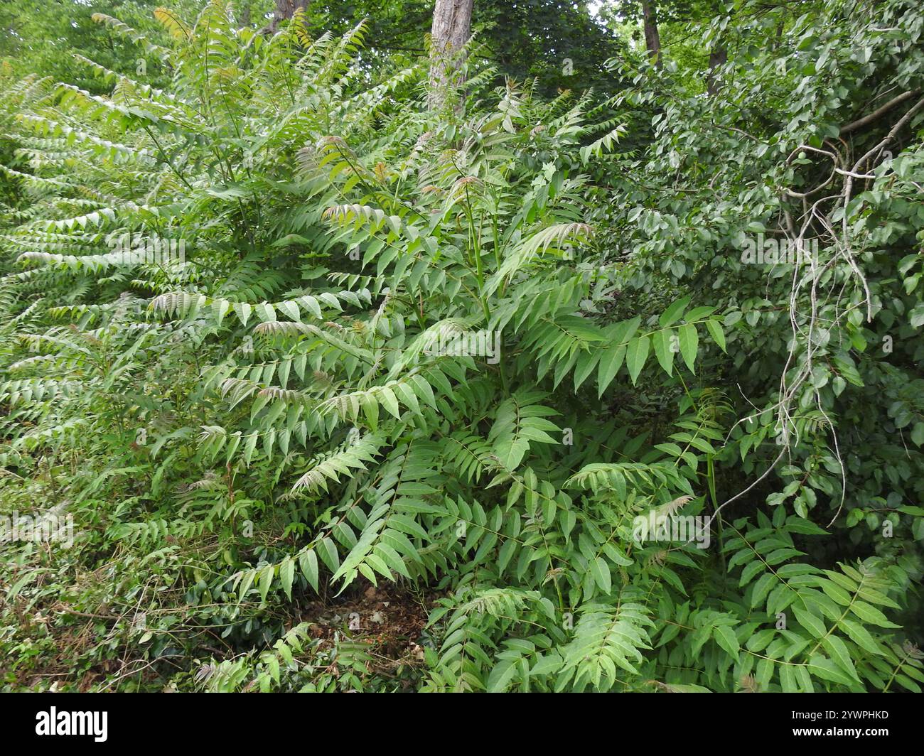 tree-of-heaven (Ailanthus altissima Stock Photo - Alamy