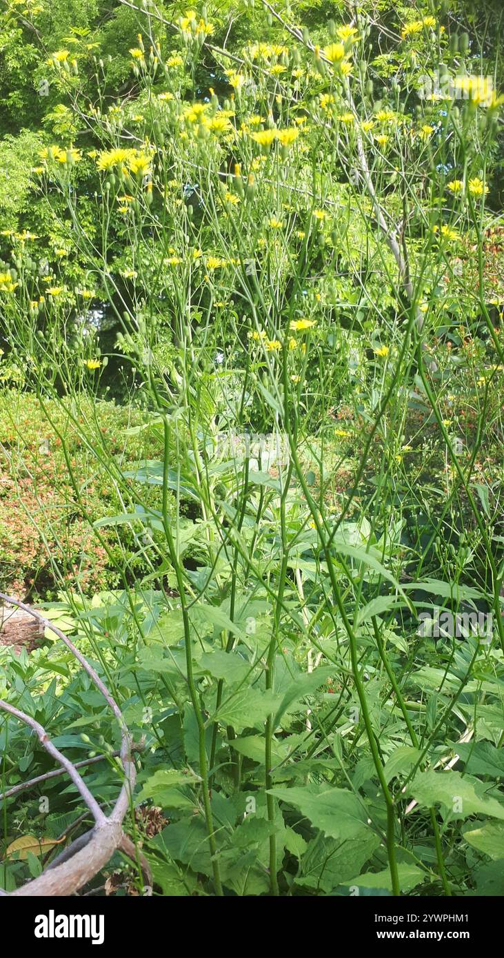 nipplewort (Lapsana communis Stock Photo - Alamy