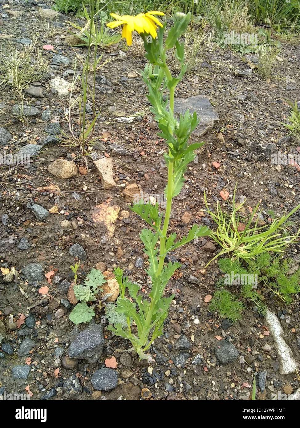 Corn Marigold (Glebionis segetum Stock Photo - Alamy