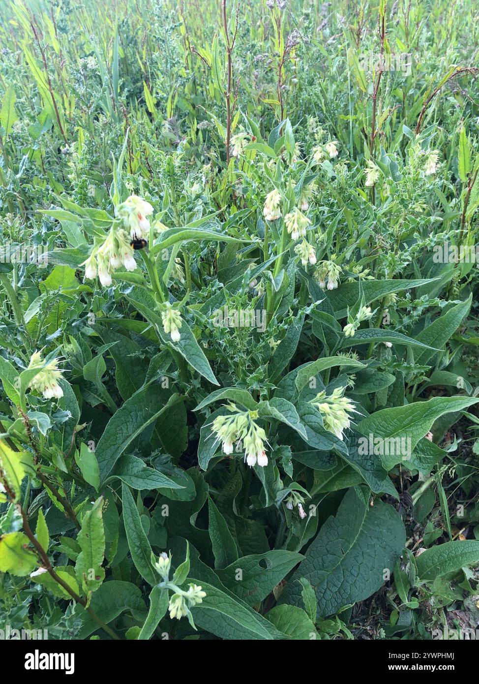 common comfrey (Symphytum officinale Stock Photo - Alamy