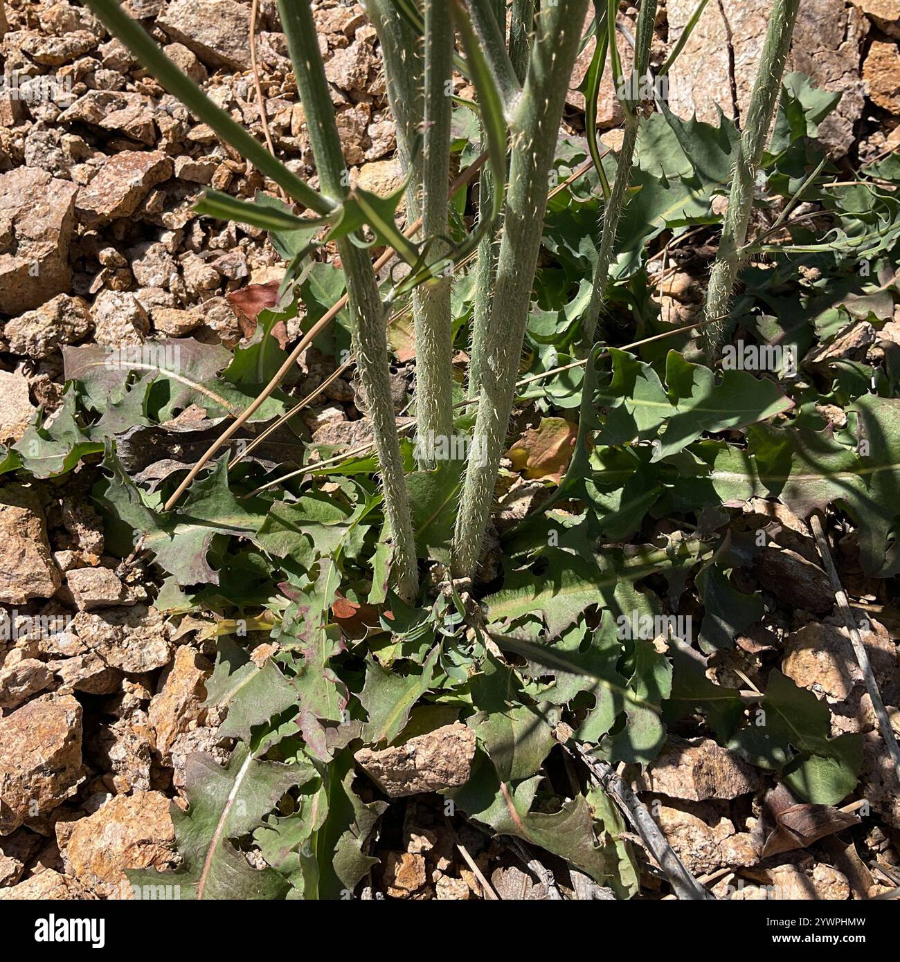 Rush Skeletonweed (Chondrilla juncea Stock Photo - Alamy