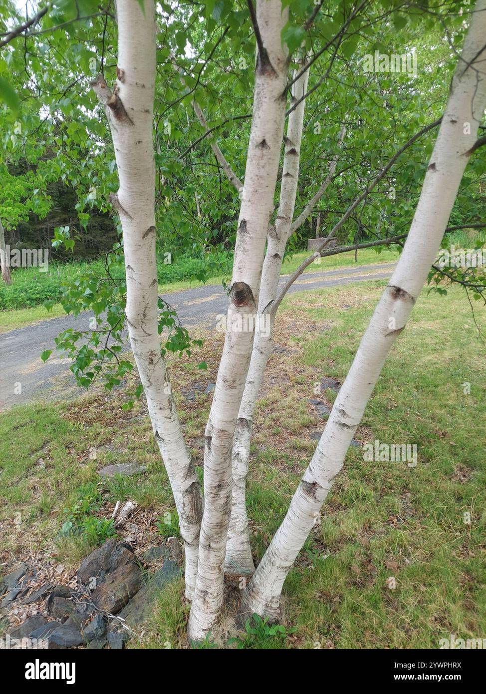 gray birch (Betula populifolia Stock Photo - Alamy