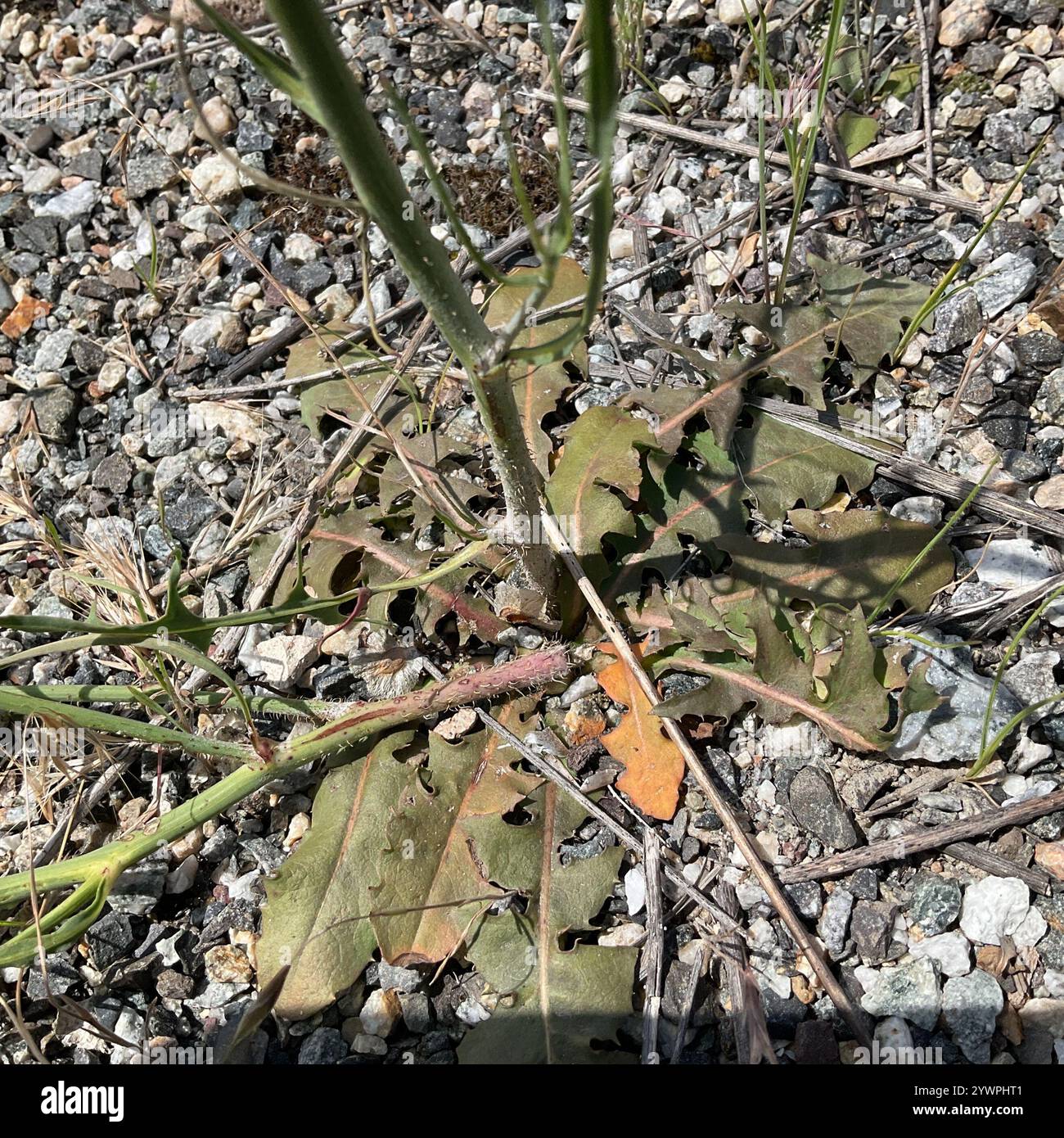 Rush Skeletonweed (Chondrilla juncea Stock Photo - Alamy