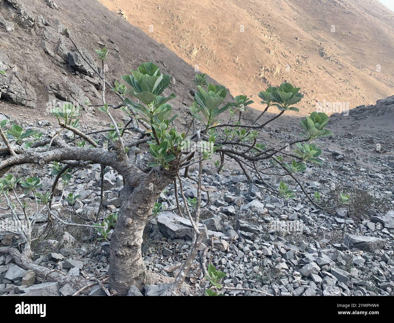 Mountain papaya (Vasconcellea candicans Stock Photo - Alamy