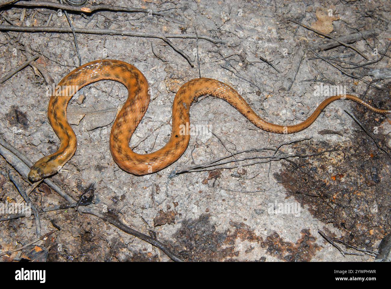 Norman's Keelback (Helicops polylepis Stock Photo - Alamy