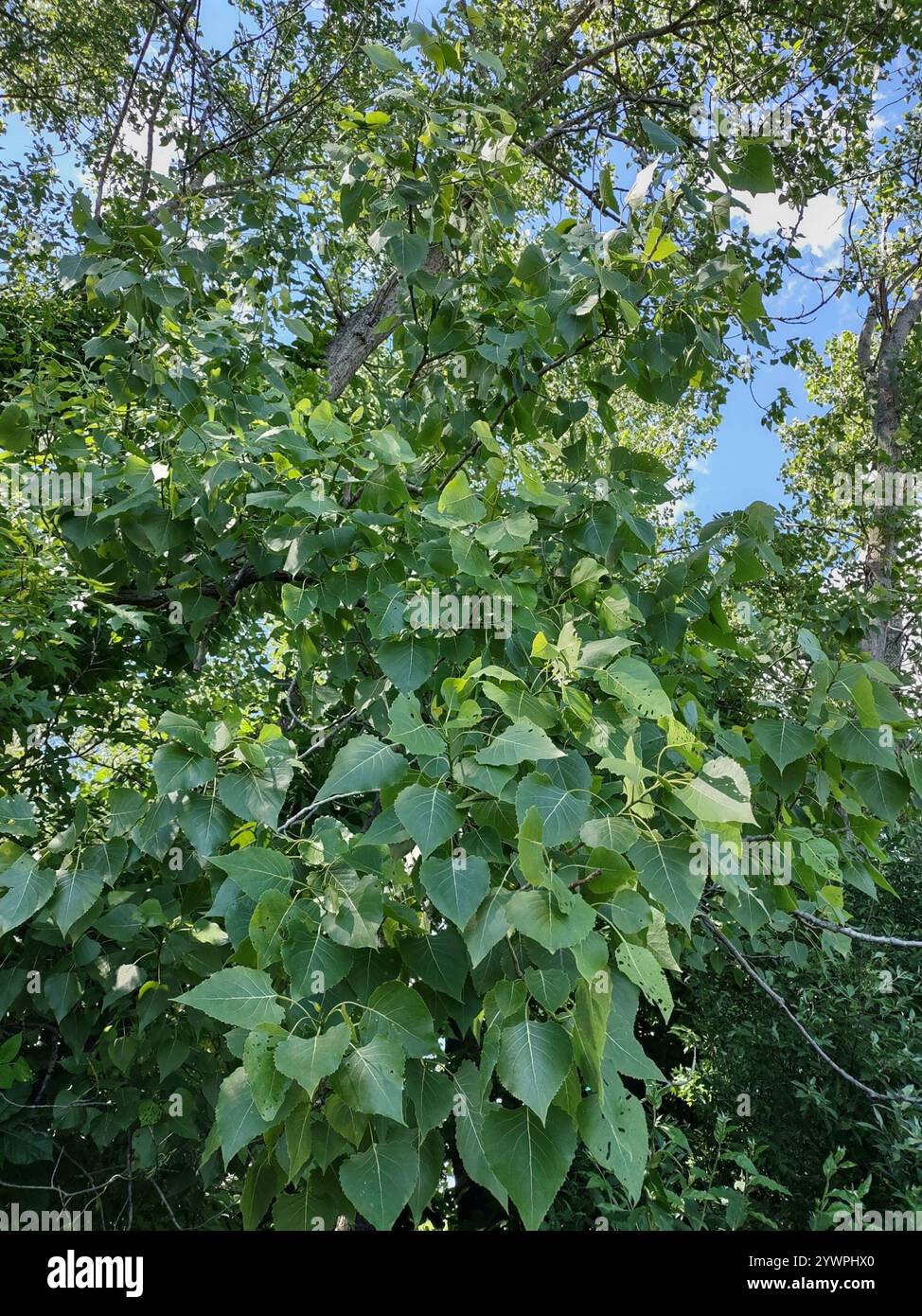 Eastern Cottonwood (Populus deltoides Stock Photo - Alamy