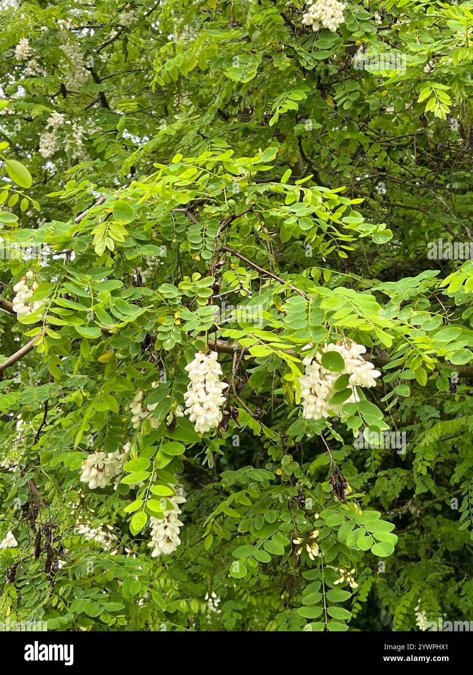 black locust (Robinia pseudoacacia Stock Photo - Alamy
