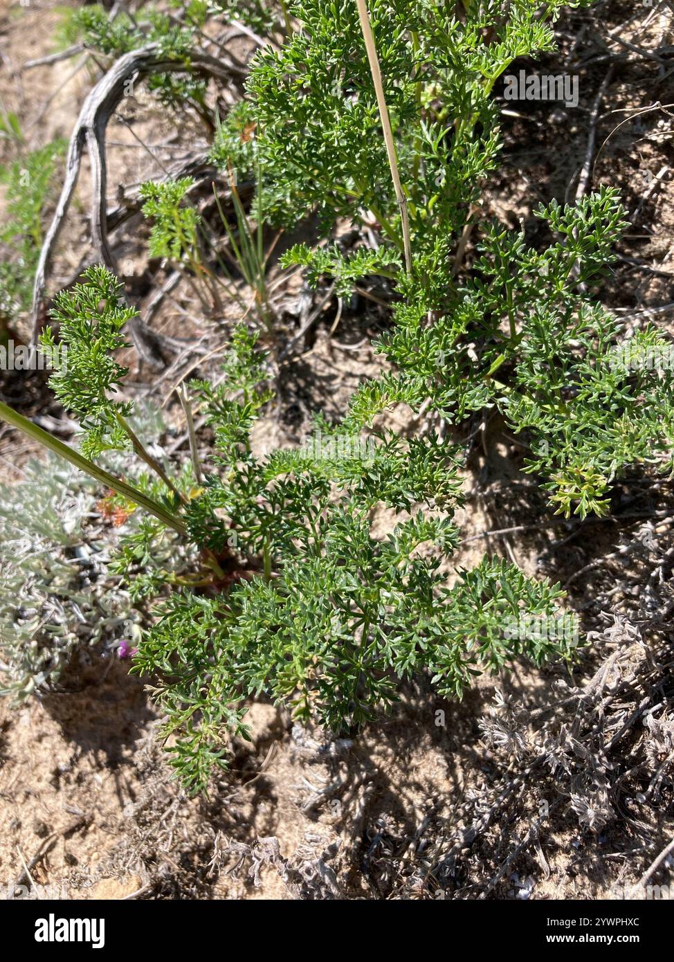 northern Indian parsnip (Cymopterus terebinthinus Stock Photo - Alamy