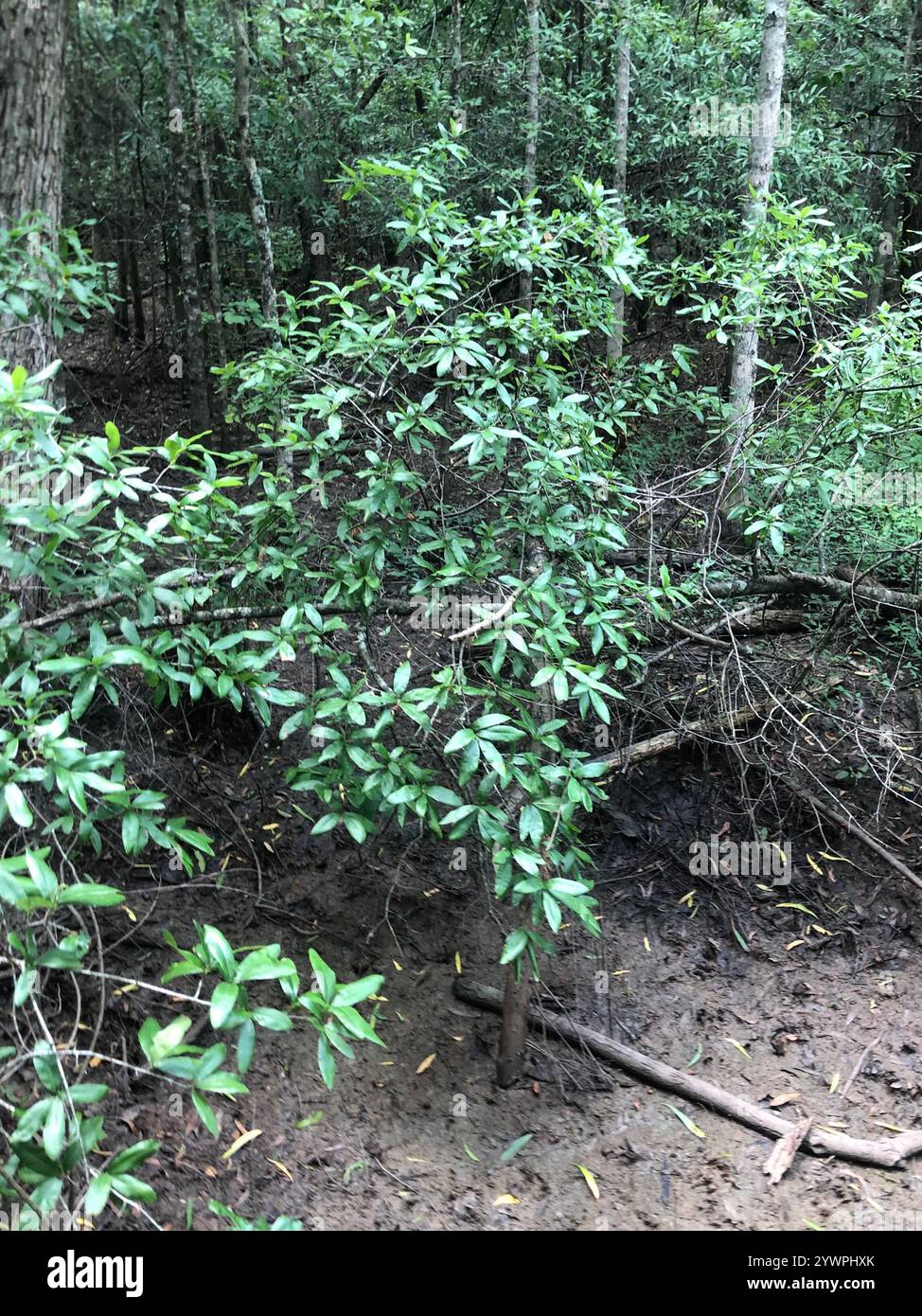 swamp laurel oak (Quercus laurifolia Stock Photo - Alamy
