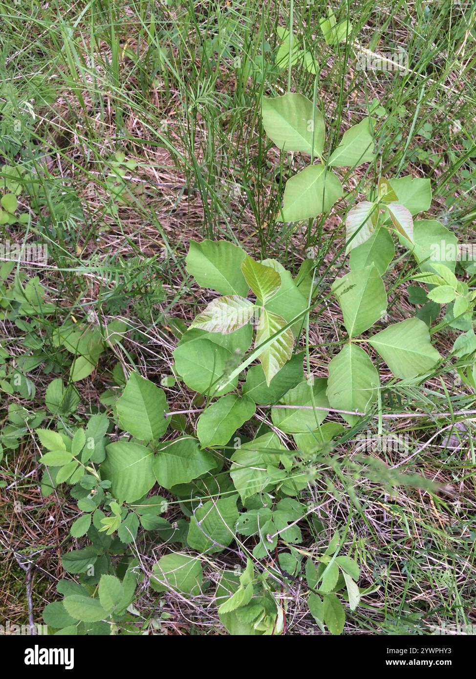 poison ivies and oaks (Toxicodendron Stock Photo - Alamy