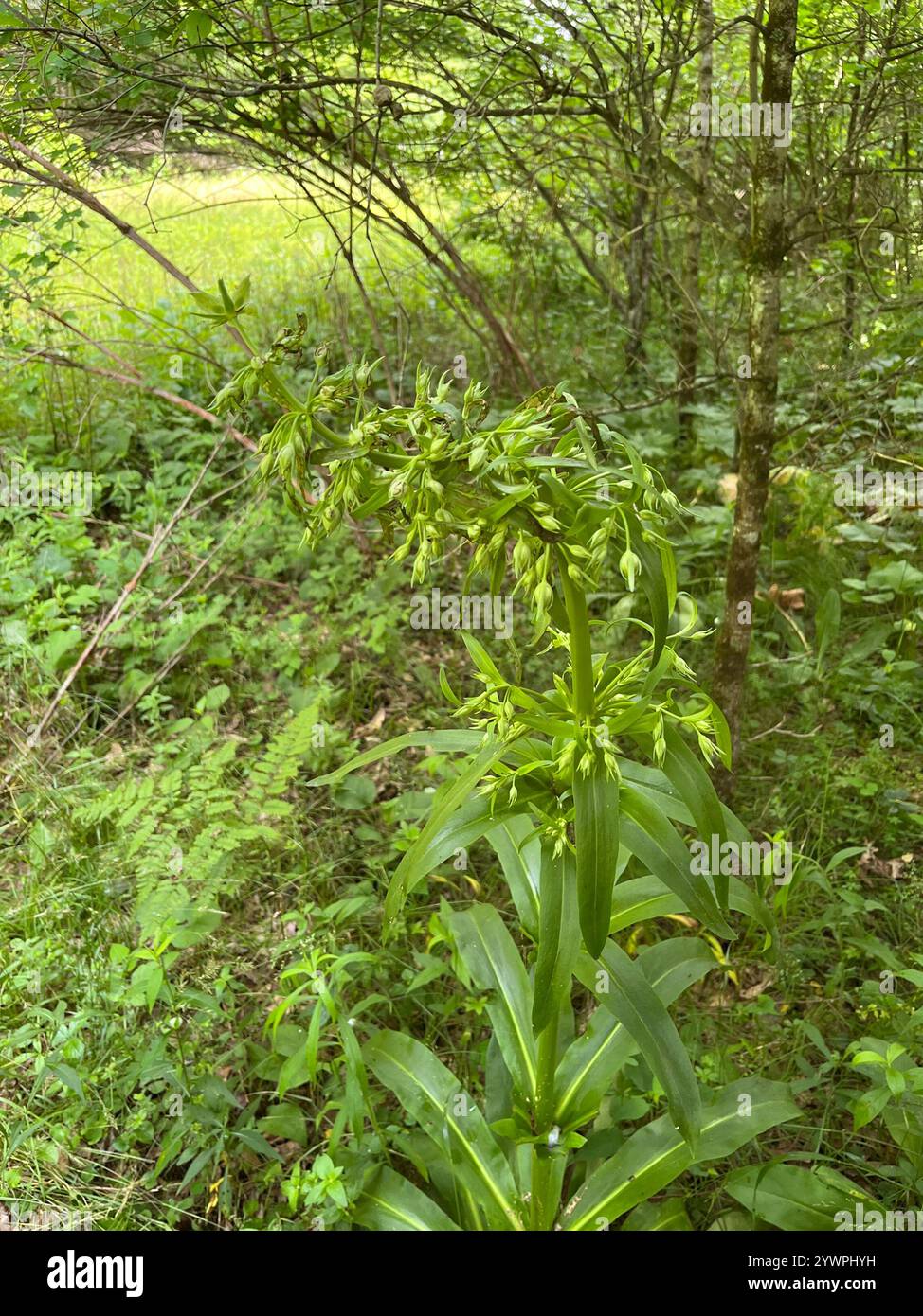 American columbo (Frasera caroliniensis Stock Photo - Alamy