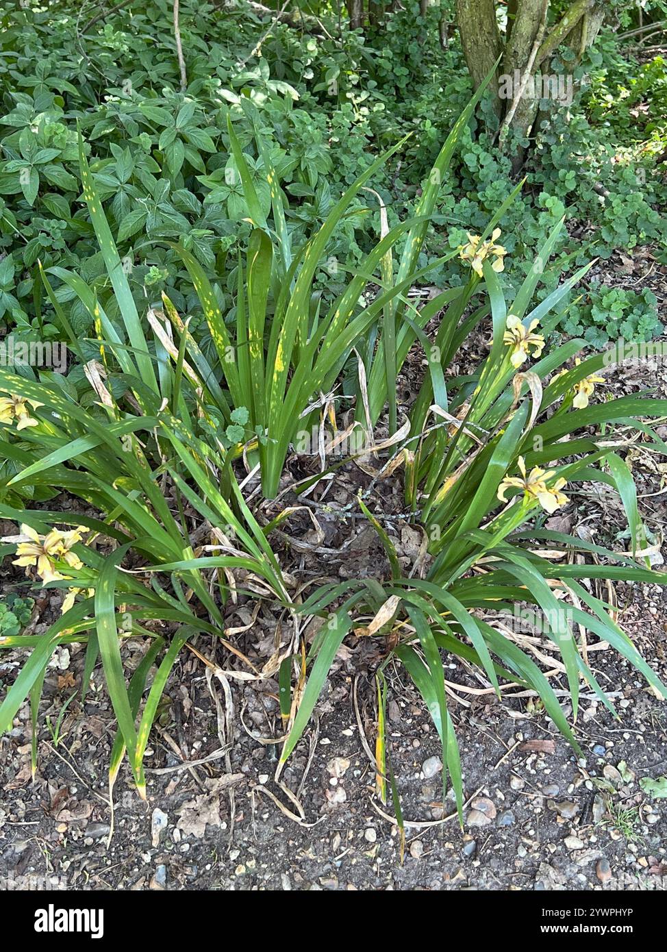 Stinking iris (Iris foetidissima Stock Photo - Alamy