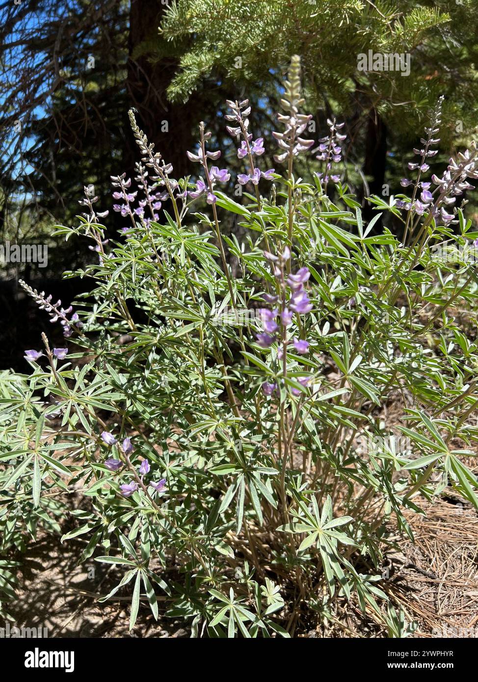 Longspur Lupine (Lupinus arbustus Stock Photo - Alamy