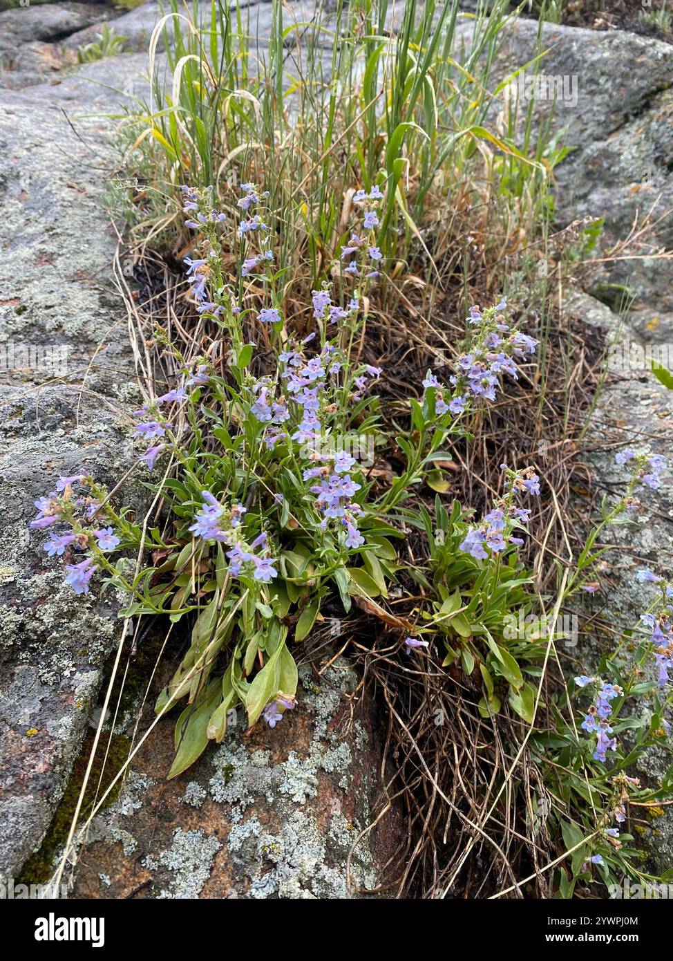 Front Range Beardtongue (Penstemon virens Stock Photo - Alamy