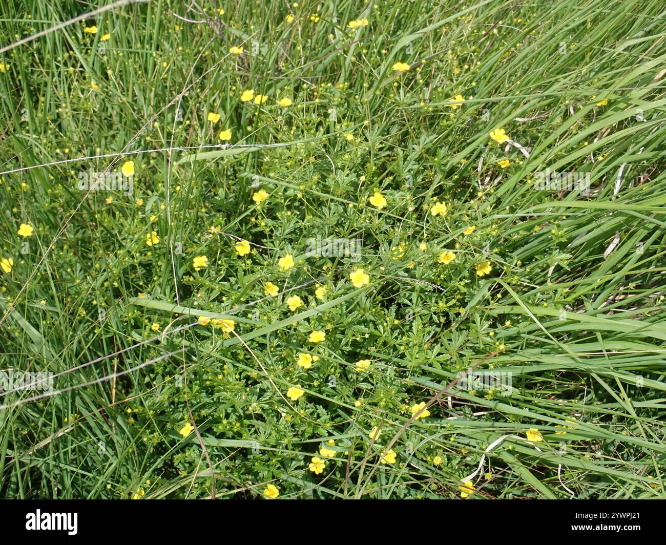 Tormentil (Potentilla erecta Stock Photo - Alamy