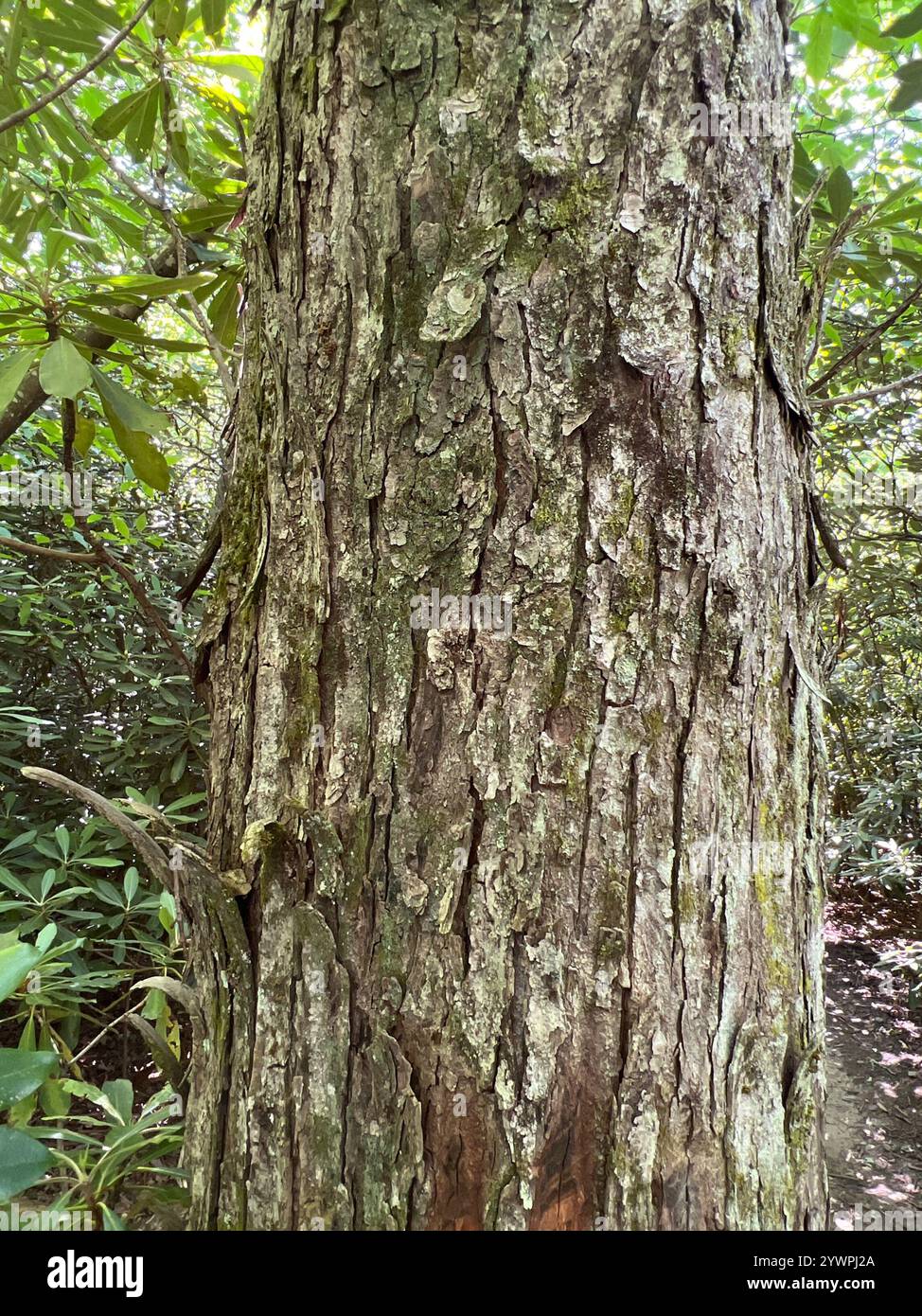 Eastern Red Maple (Acer rubrum rubrum Stock Photo - Alamy