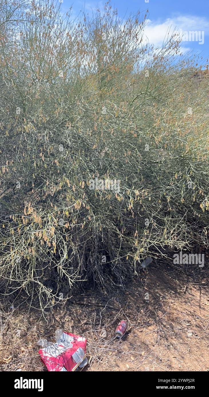 blue palo verde (Parkinsonia florida Stock Photo - Alamy