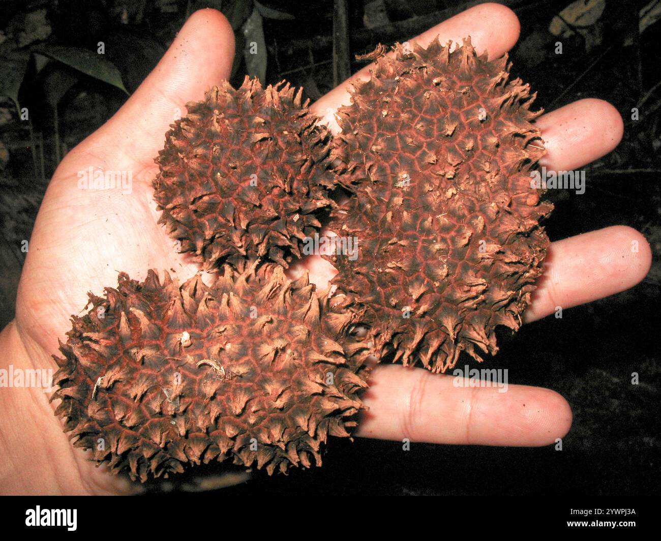 Manicaria saccifera hi-res stock photography and images - Alamy