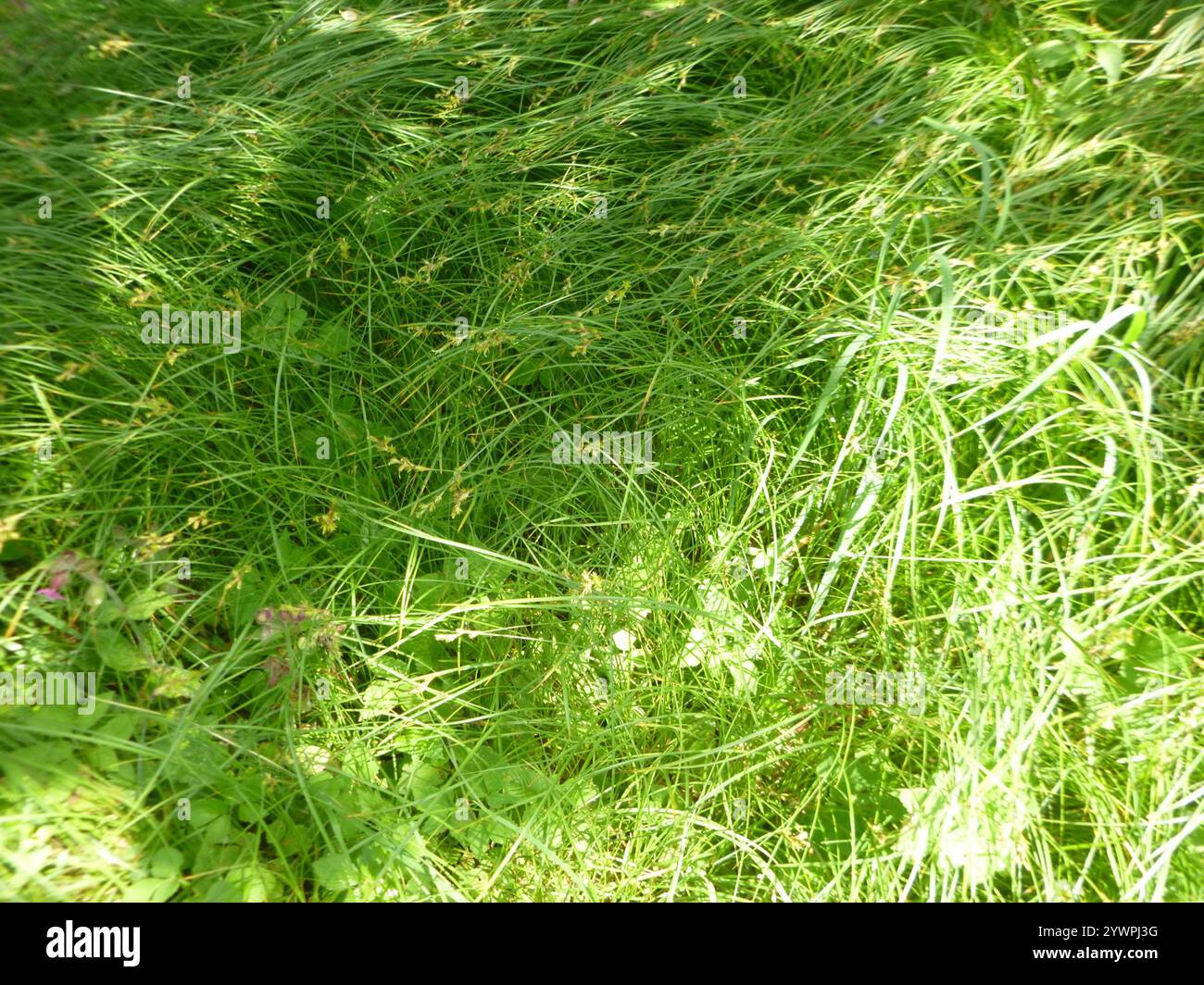 alpine grass (Carex brizoides Stock Photo - Alamy