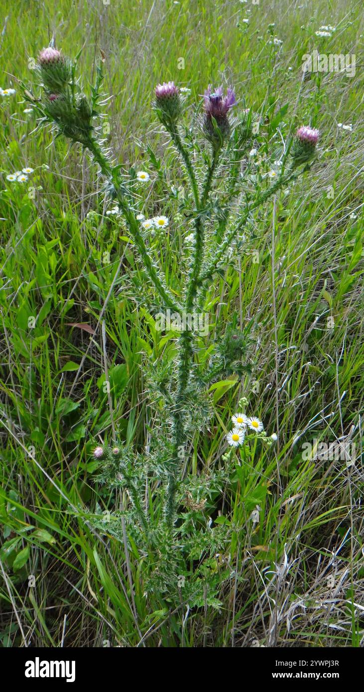 Broad winged thistle hi-res stock photography and images - Alamy