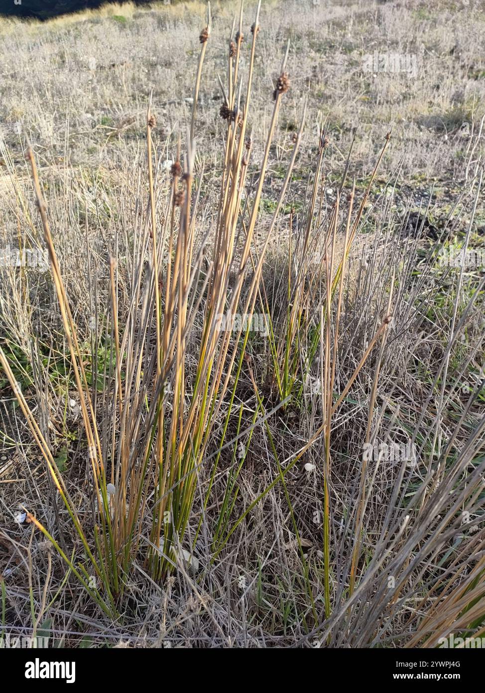 Knobby Clubrush (Ficinia nodosa Stock Photo - Alamy
