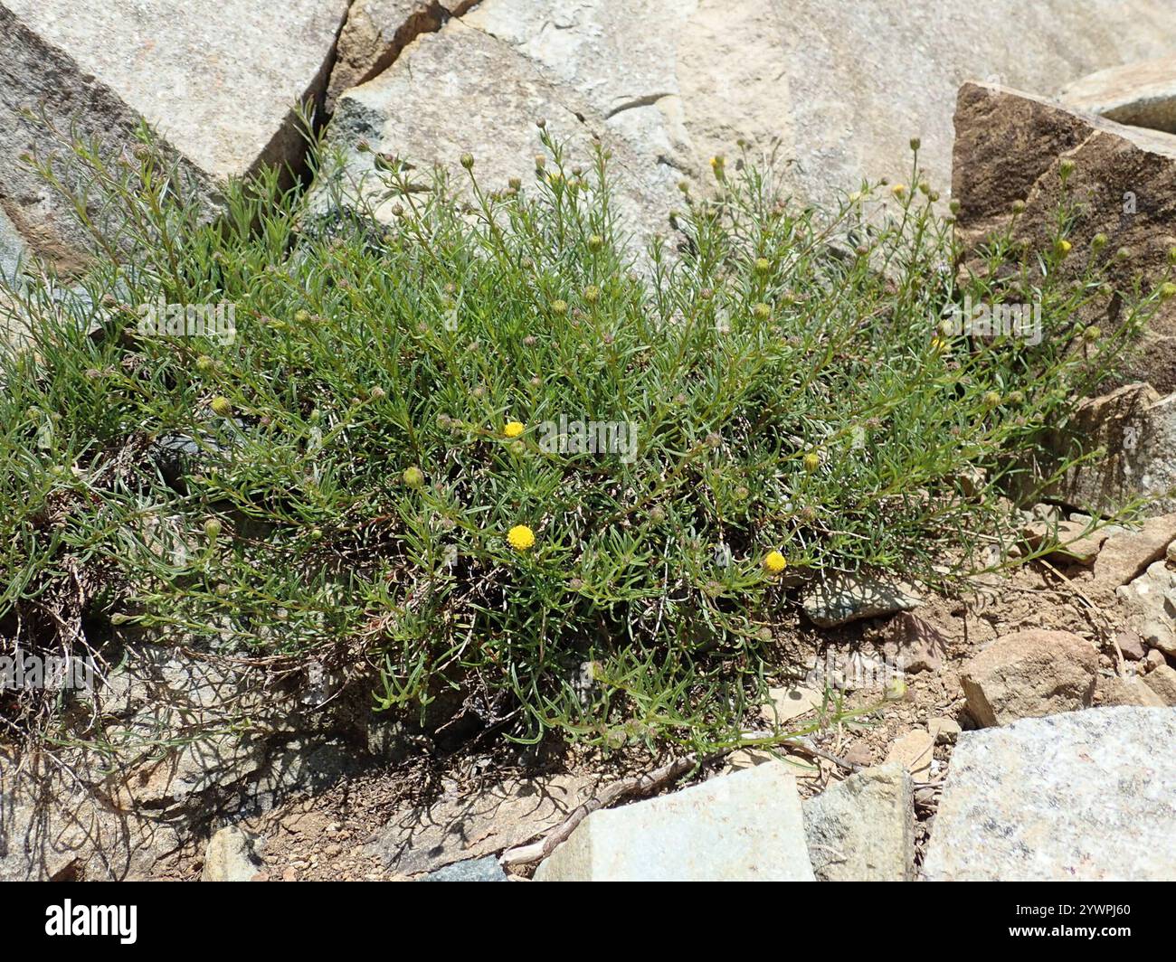 california rayless daisy (Erigeron reductus reductus Stock Photo - Alamy