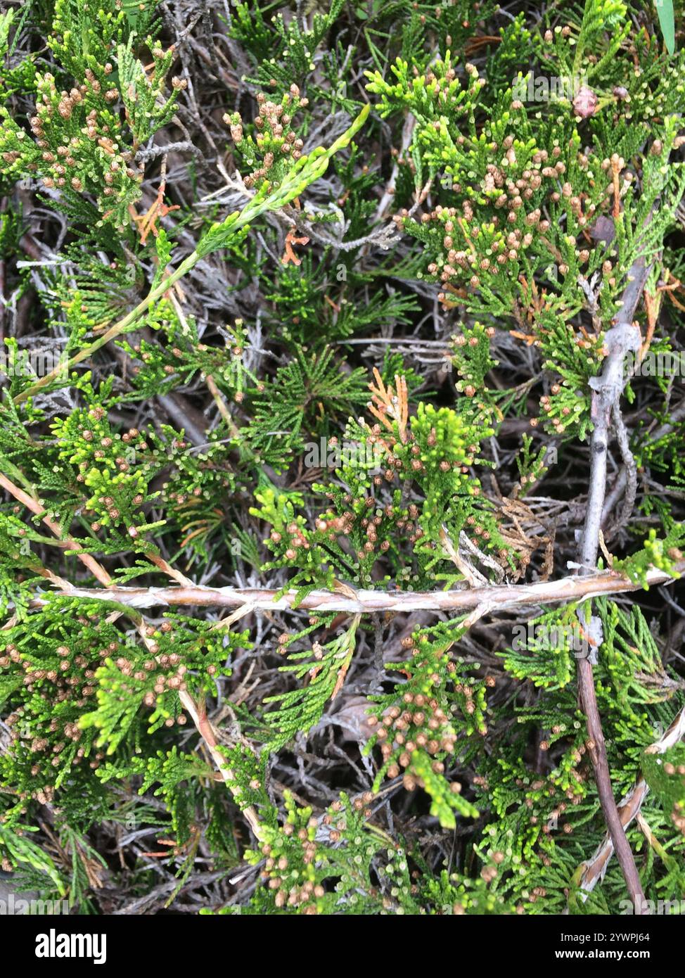 creeping juniper (Juniperus horizontalis Stock Photo - Alamy
