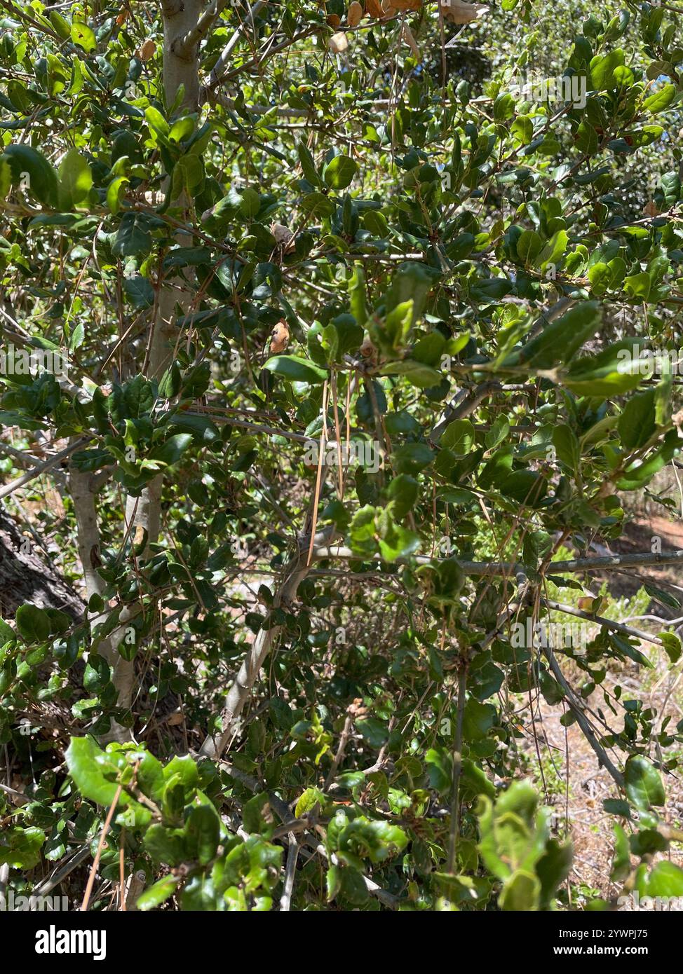 coast live oak (Quercus agrifolia Stock Photo - Alamy