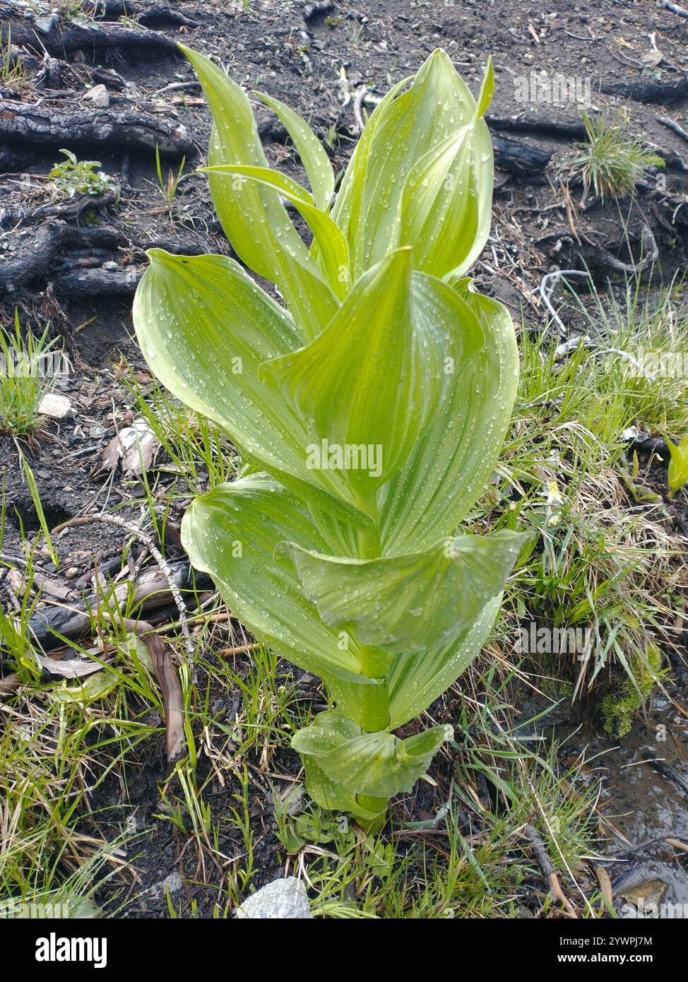 false hellebores (Veratrum Stock Photo - Alamy