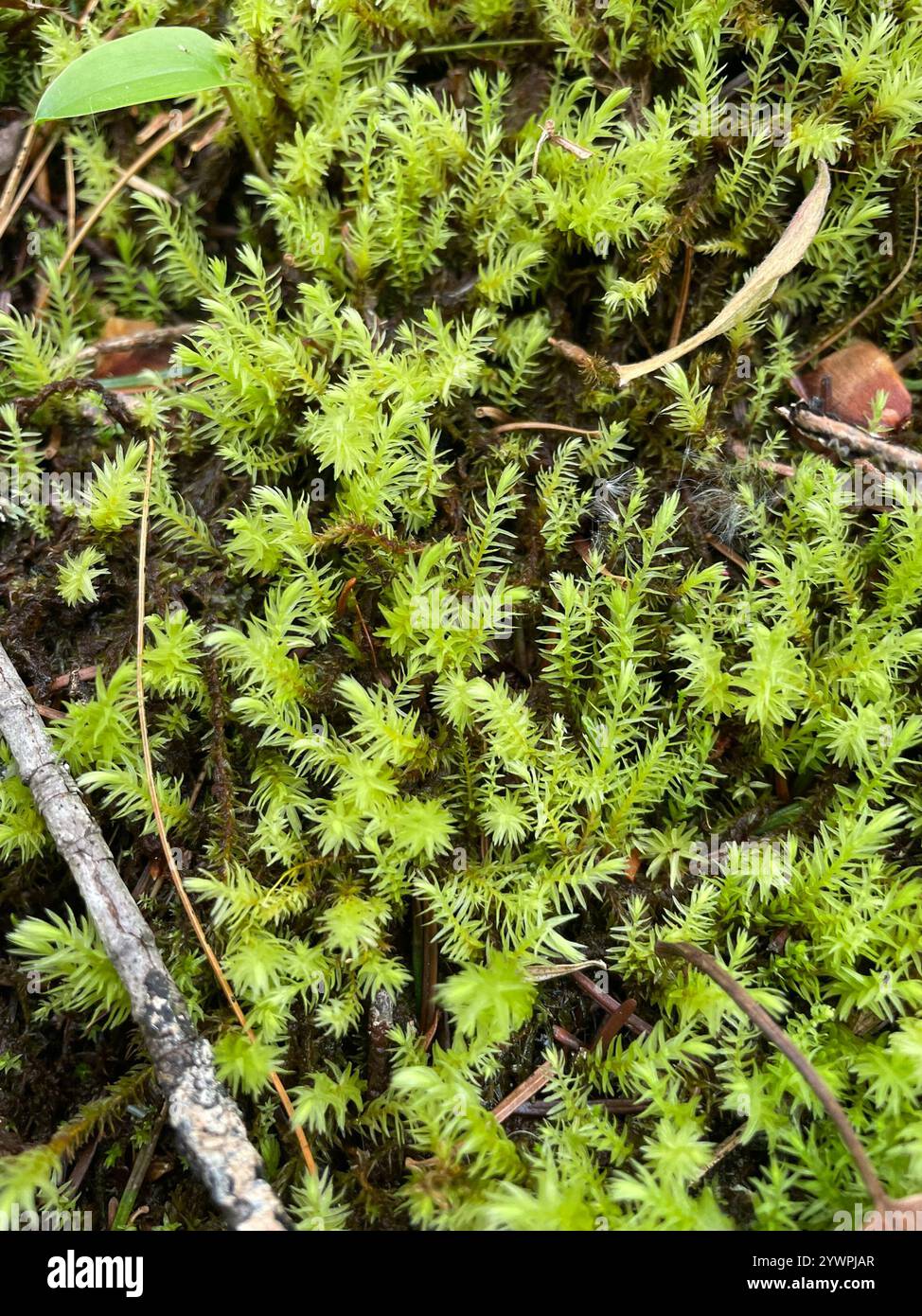 ribbed bog moss (Aulacomnium palustre Stock Photo - Alamy