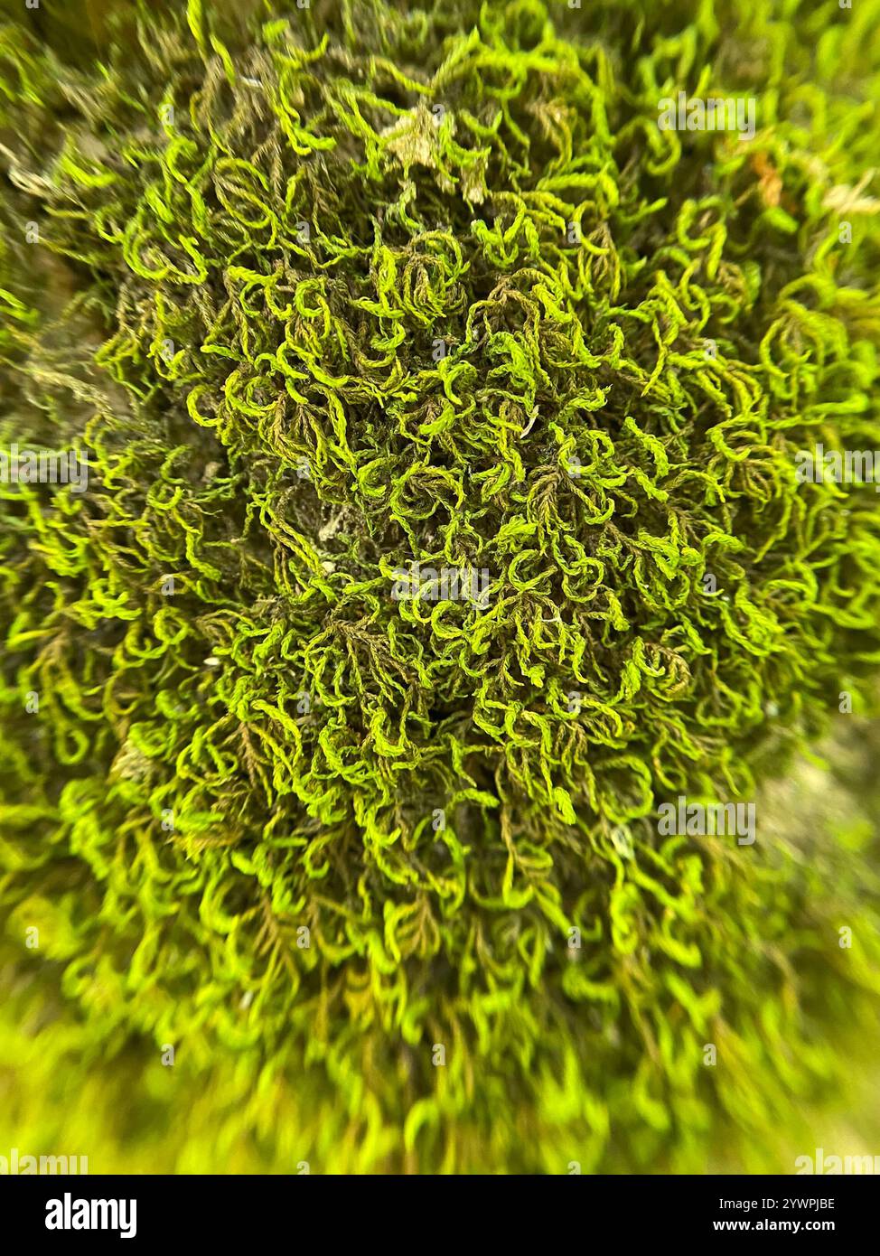 tree-skirt moss (Pseudanomodon attenuatus Stock Photo - Alamy