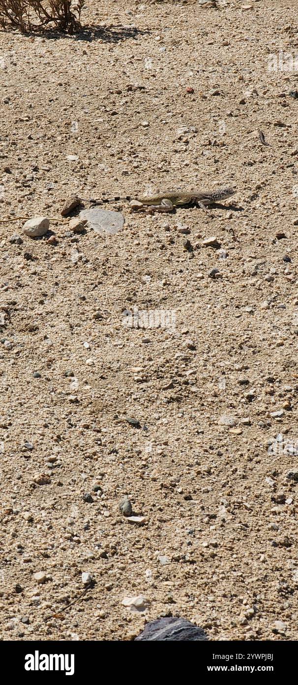 Zebra-tailed Lizard (Callisaurus draconoides Stock Photo - Alamy