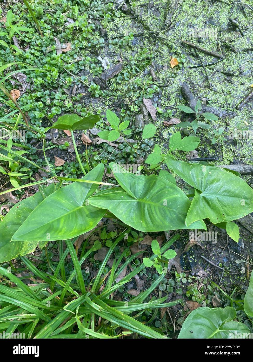 Green Arrow Arum (Peltandra virginica Stock Photo - Alamy