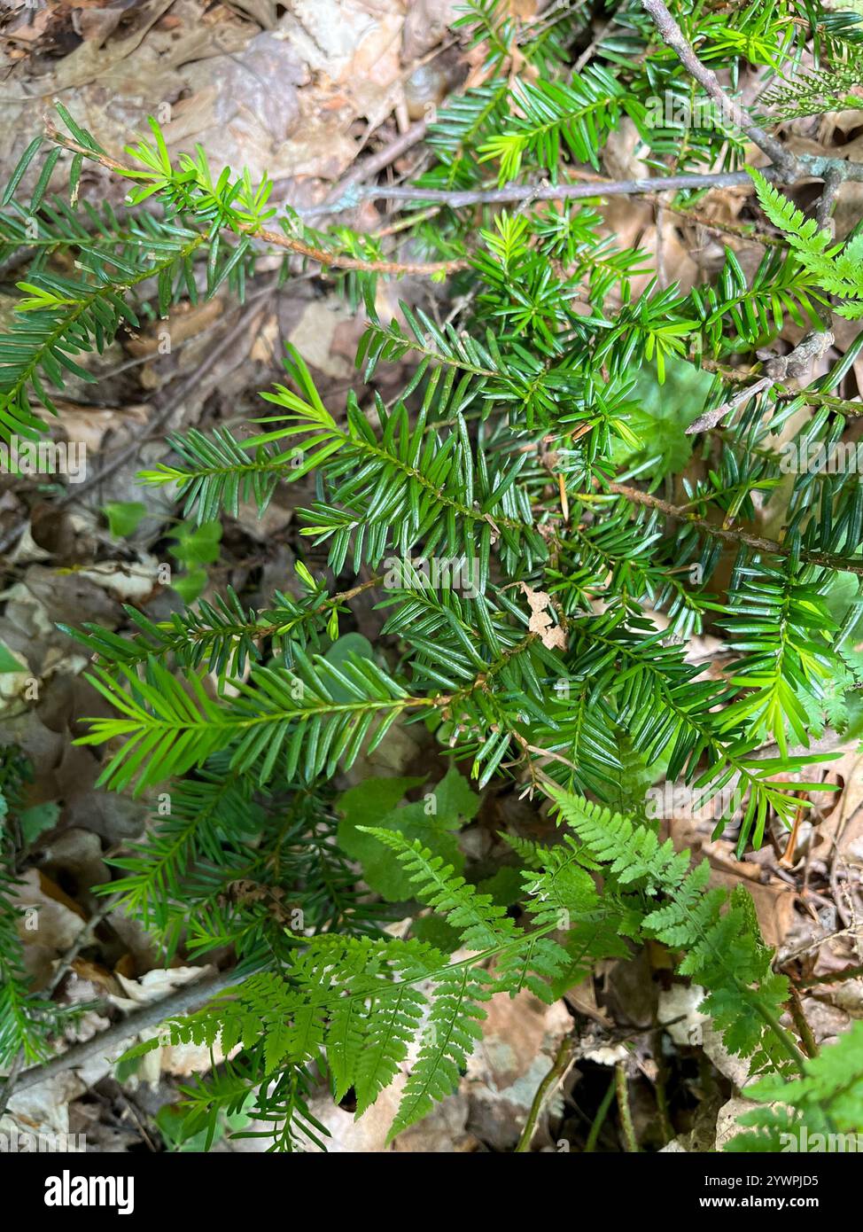 Canada yew (Taxus canadensis Stock Photo - Alamy