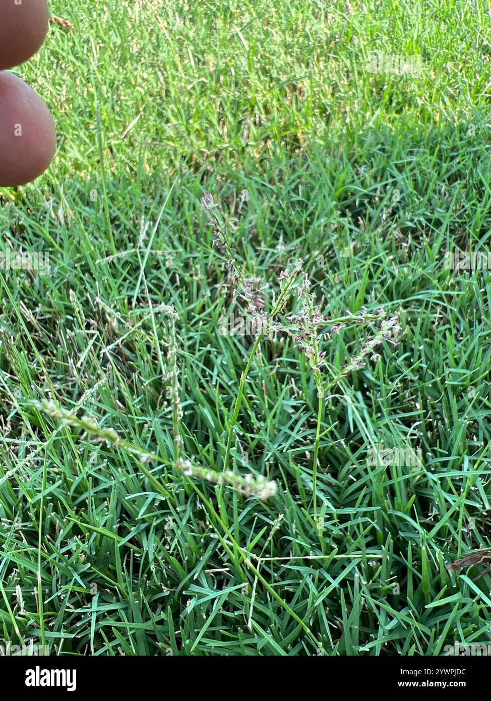 Bermuda grass (Cynodon dactylon Stock Photo - Alamy