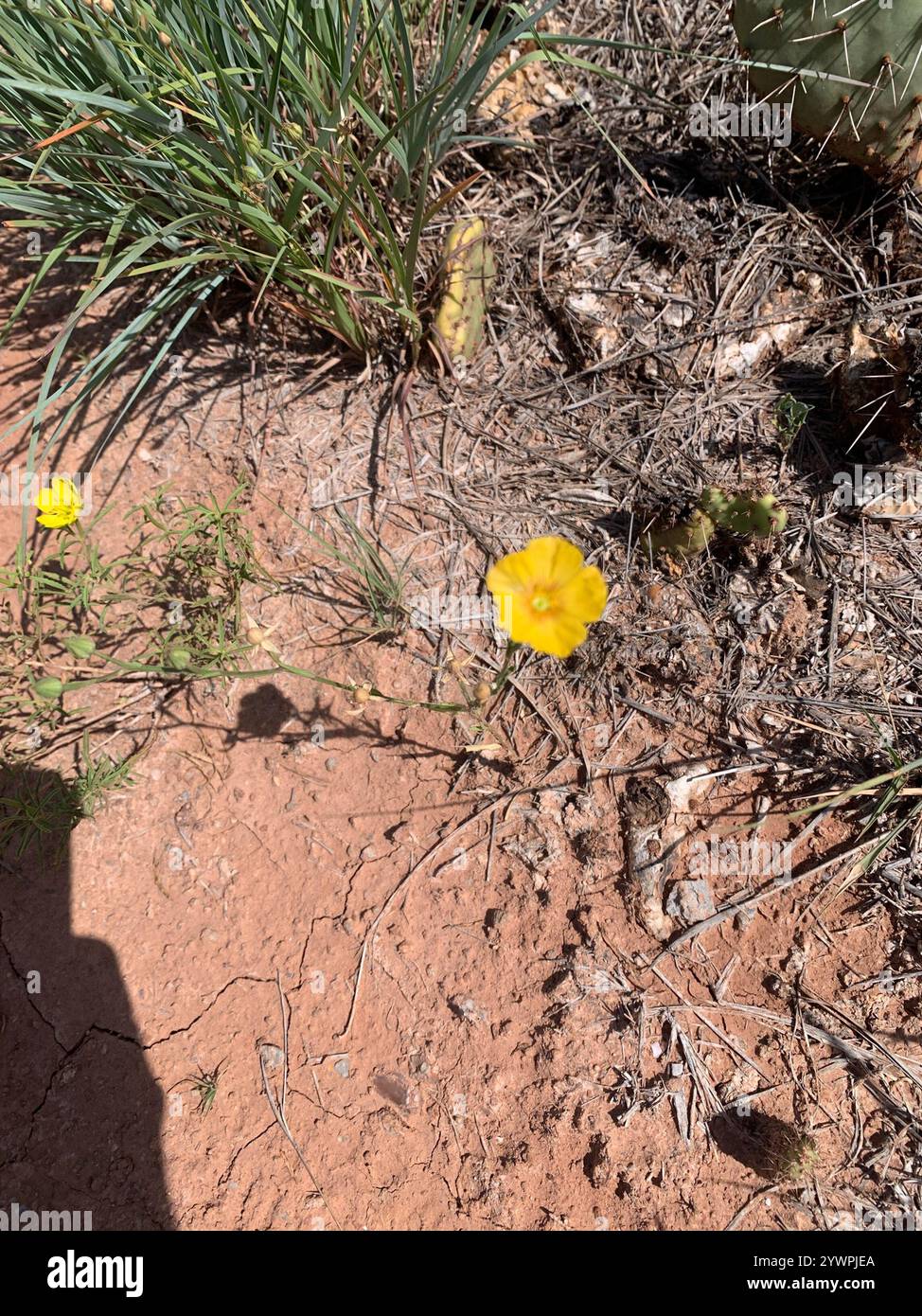 Yellow Flax (Linum rigidum Stock Photo - Alamy