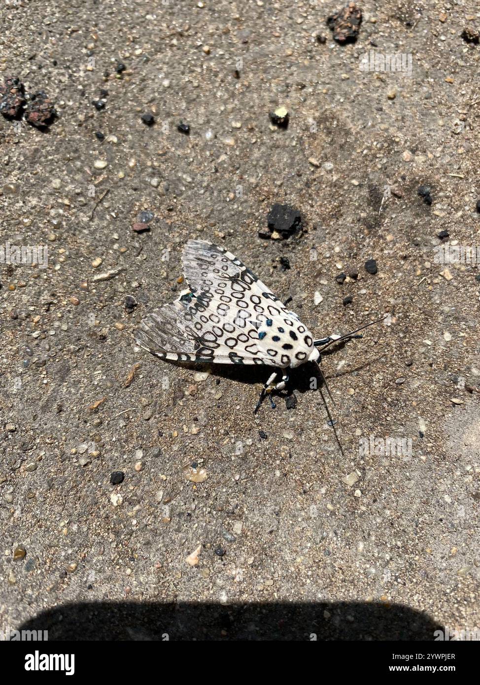 Giant Leopard Moth (Hypercompe scribonia Stock Photo - Alamy