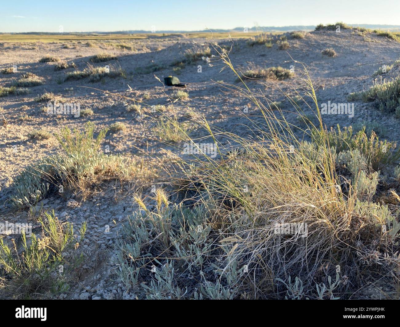 Sand Ricegrass (Eriocoma hymenoides Stock Photo - Alamy