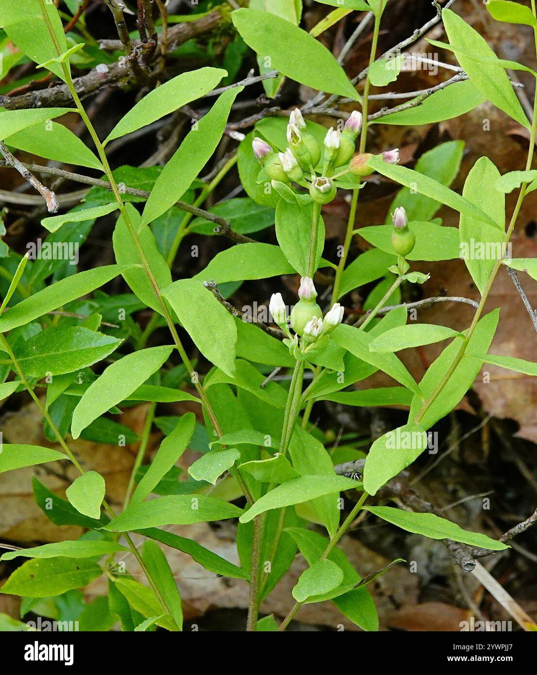 bastard toadflax (Comandra umbellata Stock Photo - Alamy