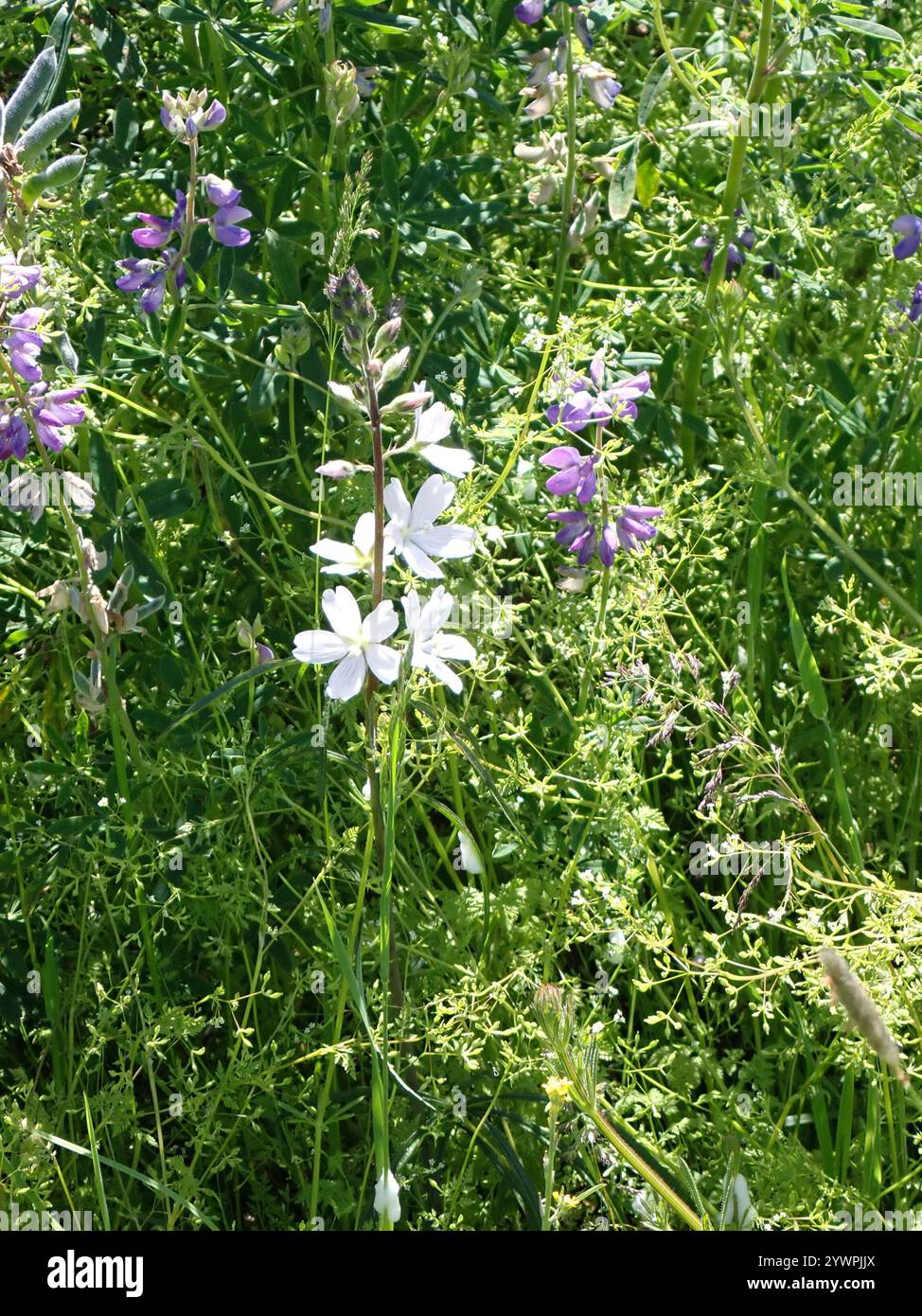Meadow checker mallow hi-res stock photography and images - Alamy
